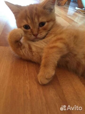 Скоттиш страйт котенок