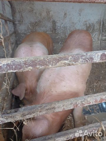 Поросенок краснопоясый