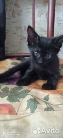 Котята отдам в добрые руки бесплатно