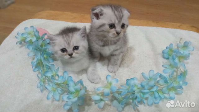 Шотландские котята