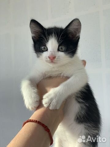 Котенок ищет дом (1.5 мес)