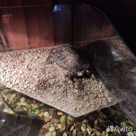 Красноухая черепаха бесплатно