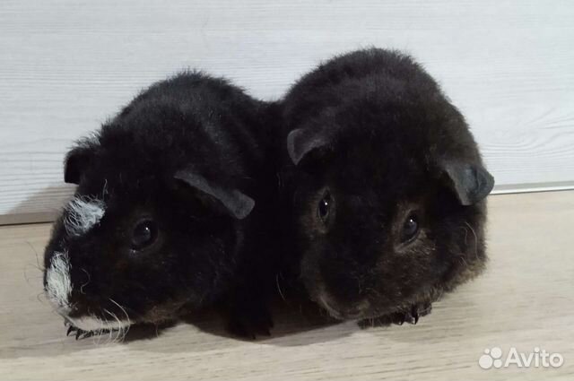 Морская свинка американский тедди