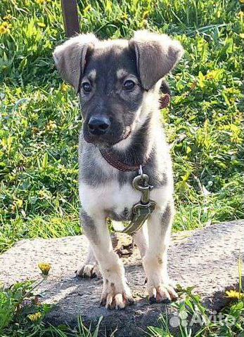 Лакки в дар