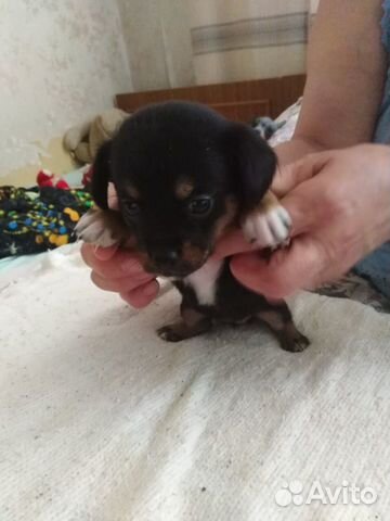 Щенки мелких пород