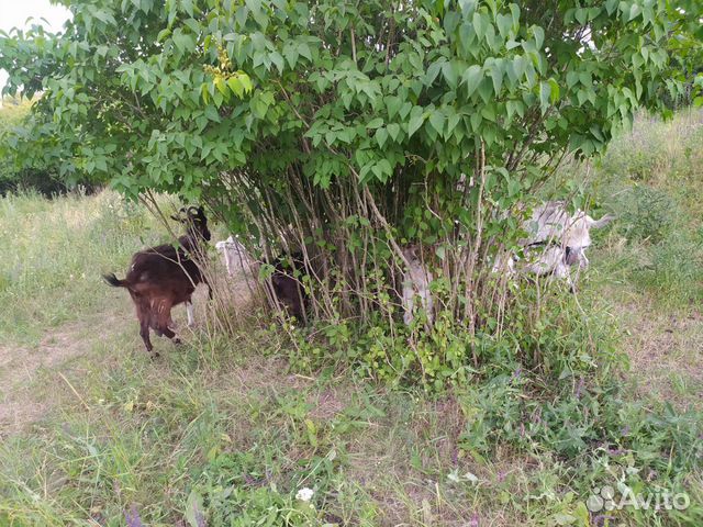 Конь. Козы дойные козочки козлята