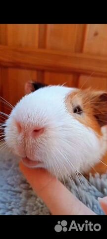 Морская свинка с клеткой