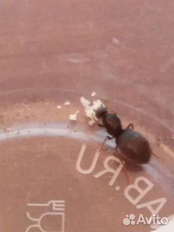 Муравьиная Матка Lasius niger