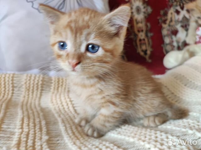 Лучик, мальчик, абрикосового окраса, 15 мес