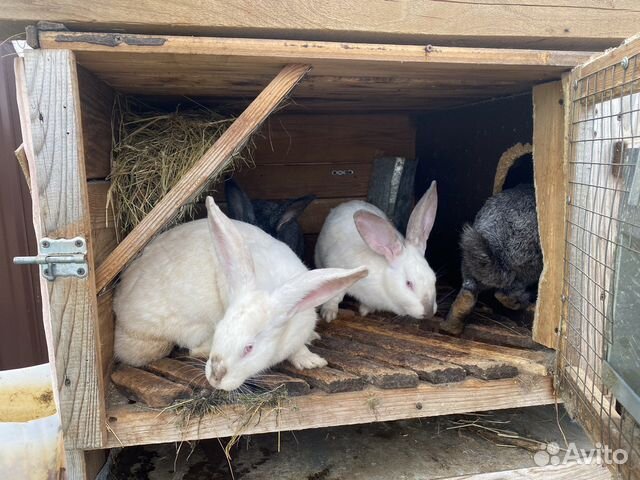 Кролики мясных пород