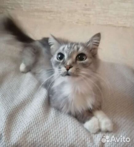 Котенок потеряшка