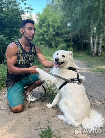 Молодой ласковый песик пропадает в приюте