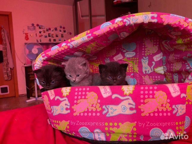 Котята 3 недели