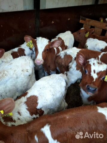 Телята телочки бычки доставка