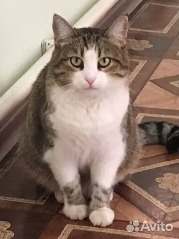 Кошка Люсьен (Люська)