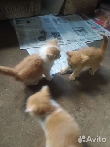 Котята отдам в добрые руки бесплатно