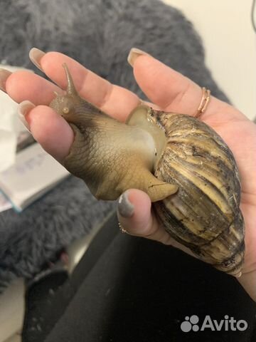 Улитки ахатины