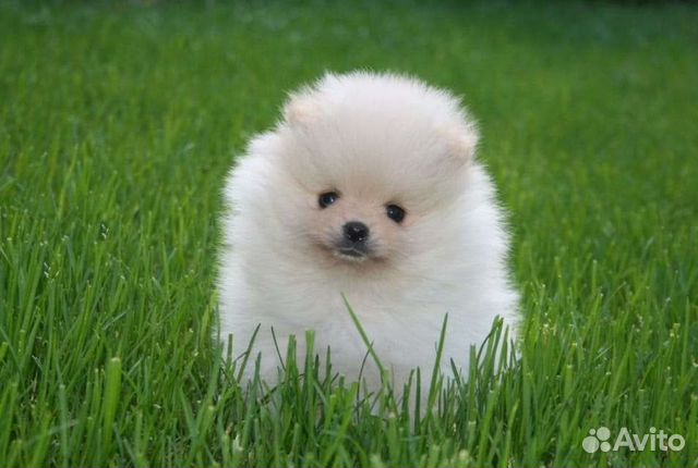 Кремовая малышка РКФ