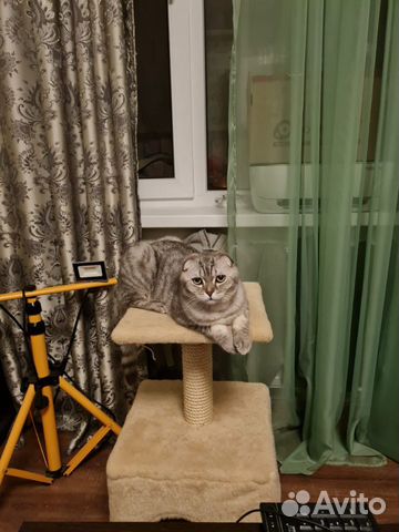 Шотландский кот на вязку