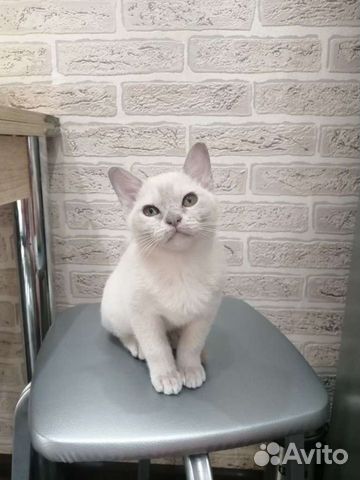 Бурманская девочка