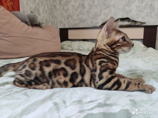 Бенгальские котята