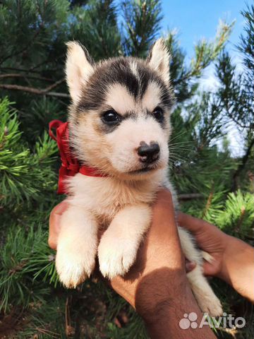 Щенки сибирской хаски