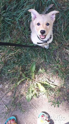 Собачка Кнопка в добрые руки