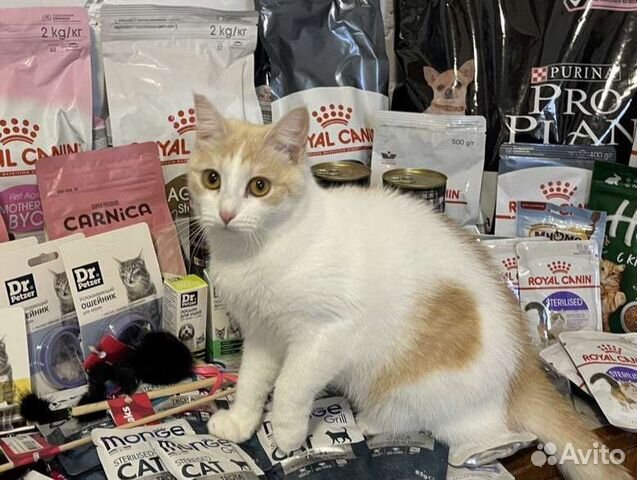 Котодети из приюта ищут своих родителей