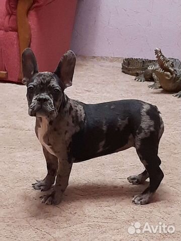 Дарк мерль, девочка