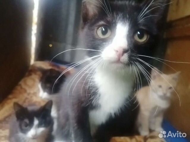 Котята в добрые руки бесплатно