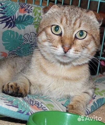 Кот