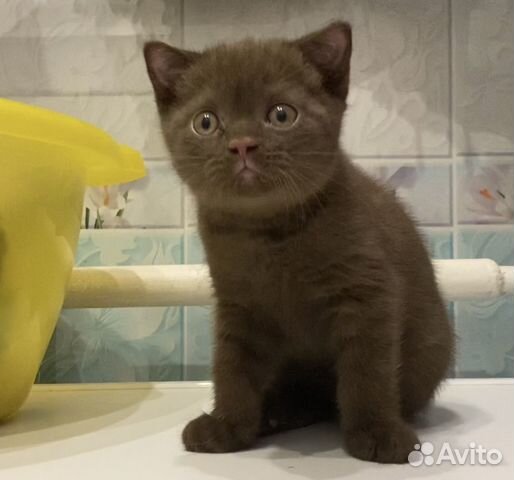 Британский котёнок шоколадный окрас