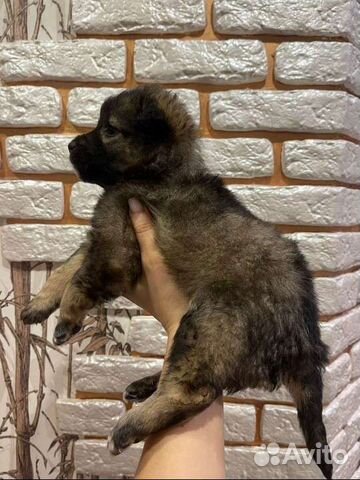 Щенки 1,5 месяца