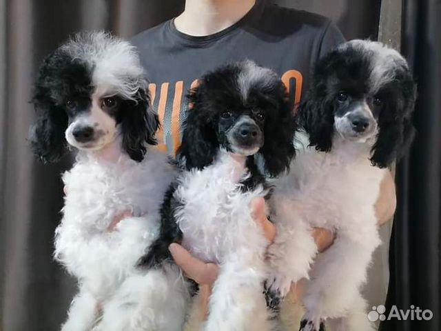 Щенки пуделя-арлекина