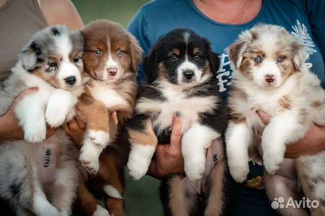 Щенки Аусси