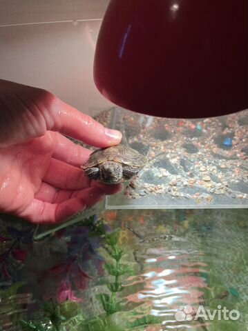 Черепаха красноухая 2 шт