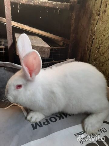 Кролики Белый Паннон