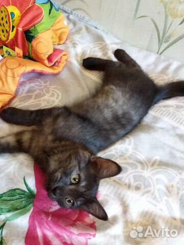 Кошечка в дом - печали прочь