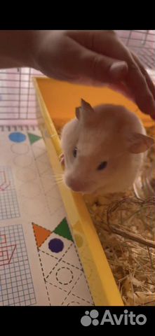 Сирийский хомяк бесплатно с клеткой
