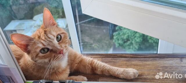 Рыжая кошка Маргоша