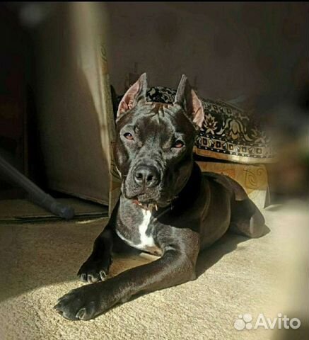 Американский питбультерьер девочка