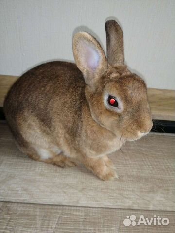 Декоративные кролики