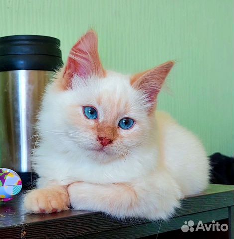 Невская маскарадная кошечка