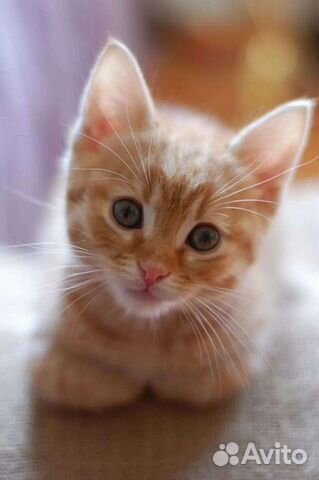 Рыжик котенок мальчик 2мес
