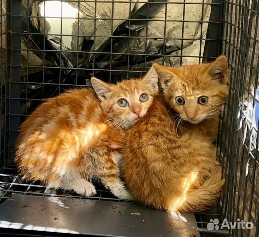 Рыжие крошки