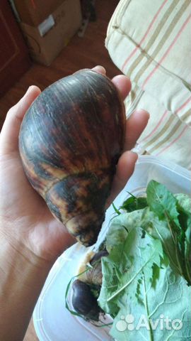 Улитка архахатина