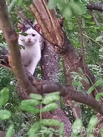 Котята ищут хозяев. Уличные