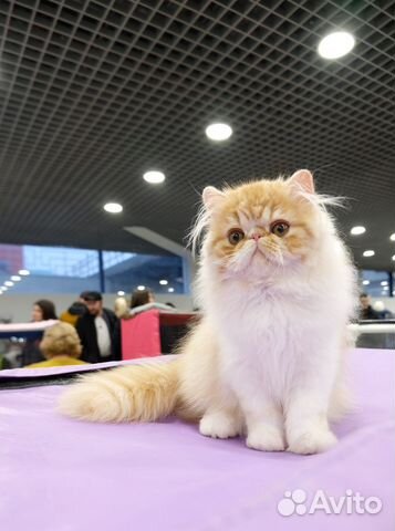 Персидский мальчик 4 месяца