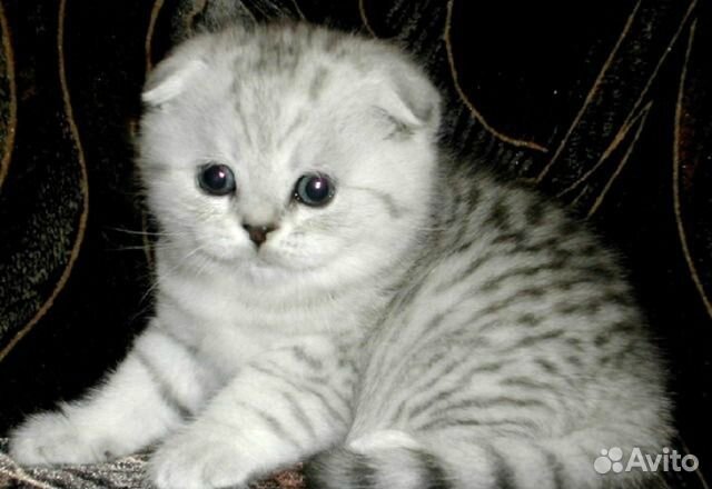 Вислоухие котята красивого окраса