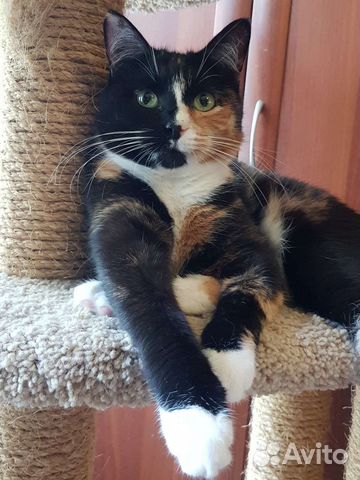 Кошка трехцветка 1,5года стерилизованная